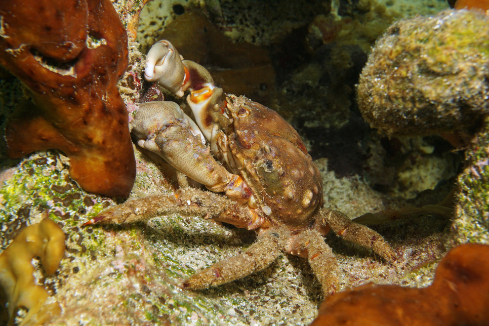Ruby Emerald Crabs – Reef By Steele