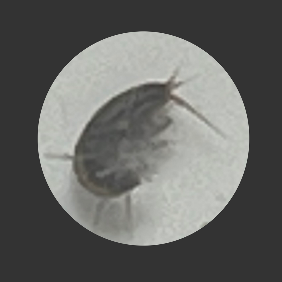 AMPHIPODS – Reef By Steele