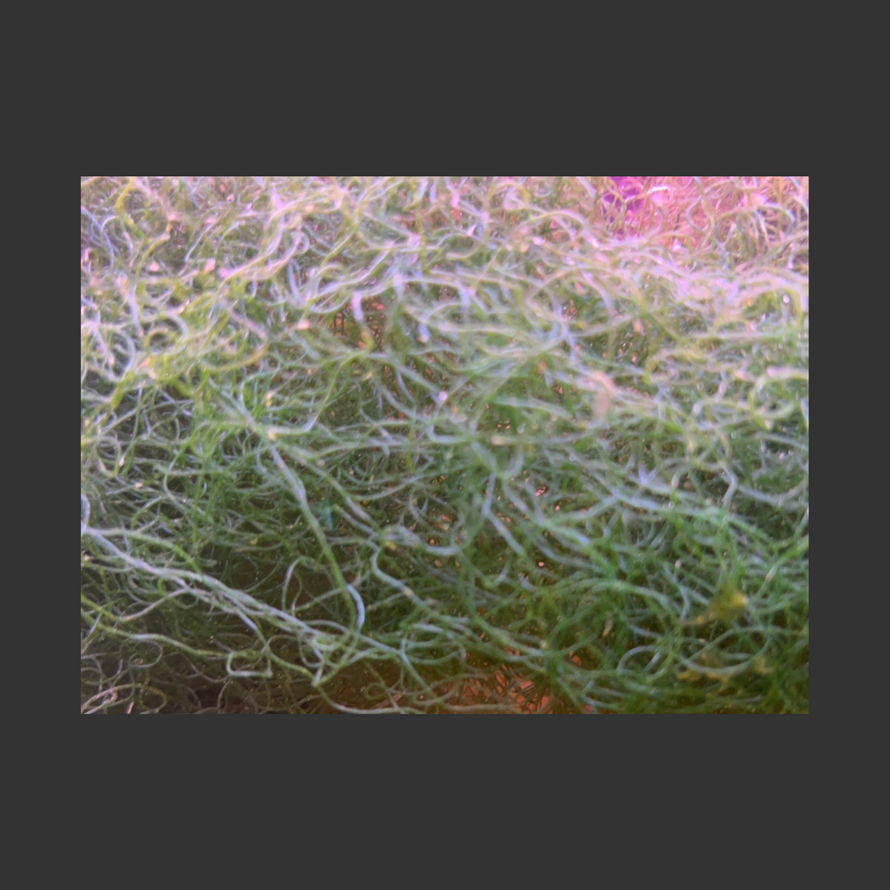 Chaetomorpha – Reef By Steele