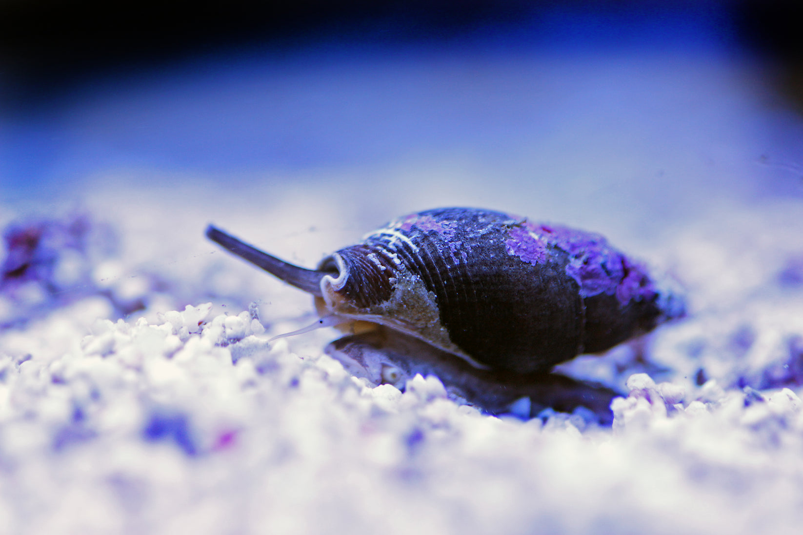 Nassarius Vibex Snail Sm – Reef By Steele