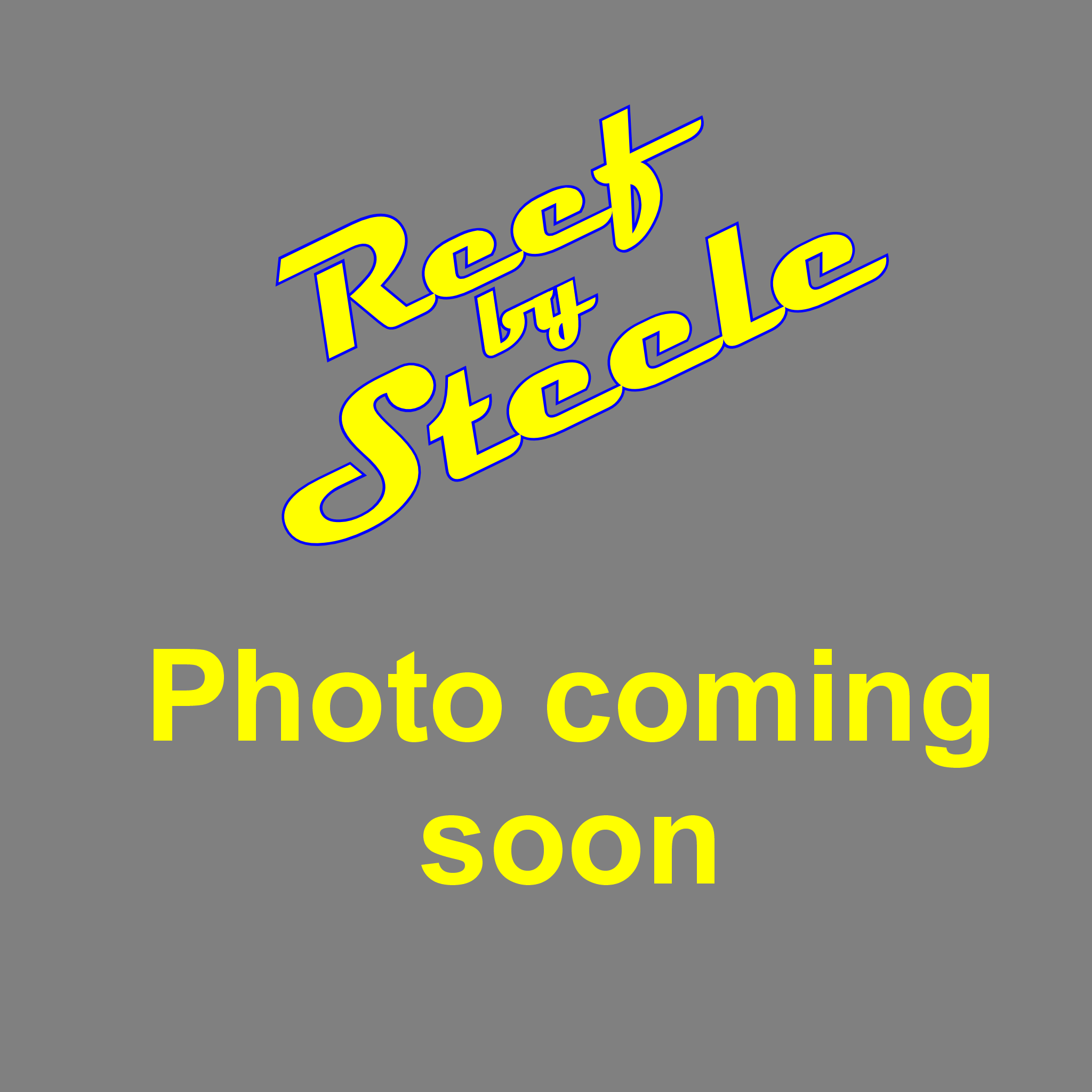 Tiger Sand Conch (Conomurex luhuanus) – Reef By Steele