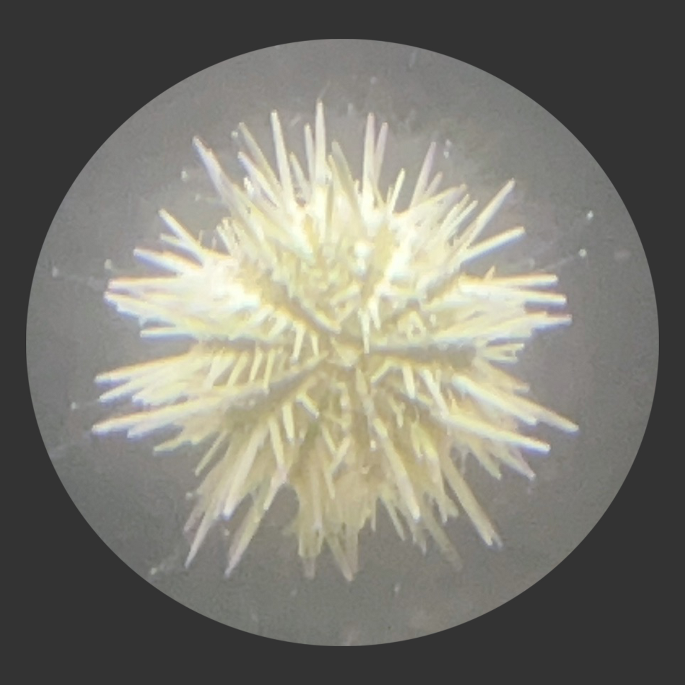 Pin Cushion Urchin (SM/Med)
