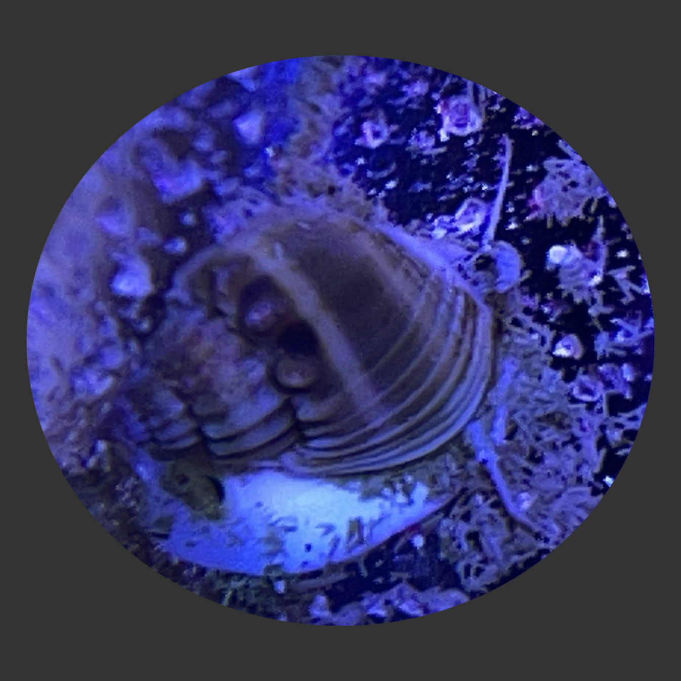 Tonga Nassarius – Reef By Steele