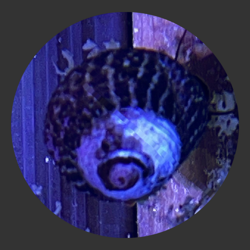 Trochus – Reef By Steele